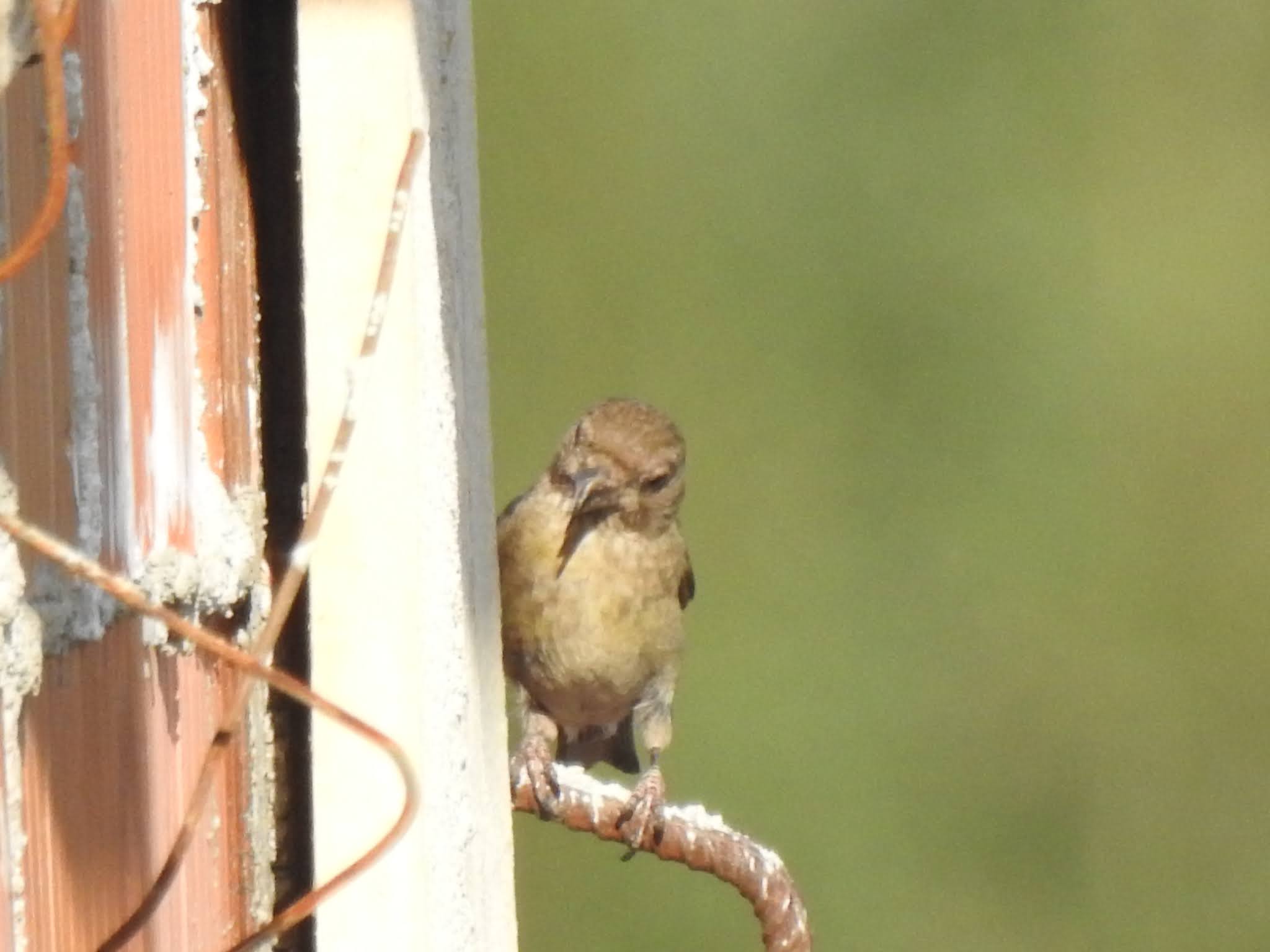 PASARI DIN ROMANIA: FORFECUTA (1), Loxia curvirostra