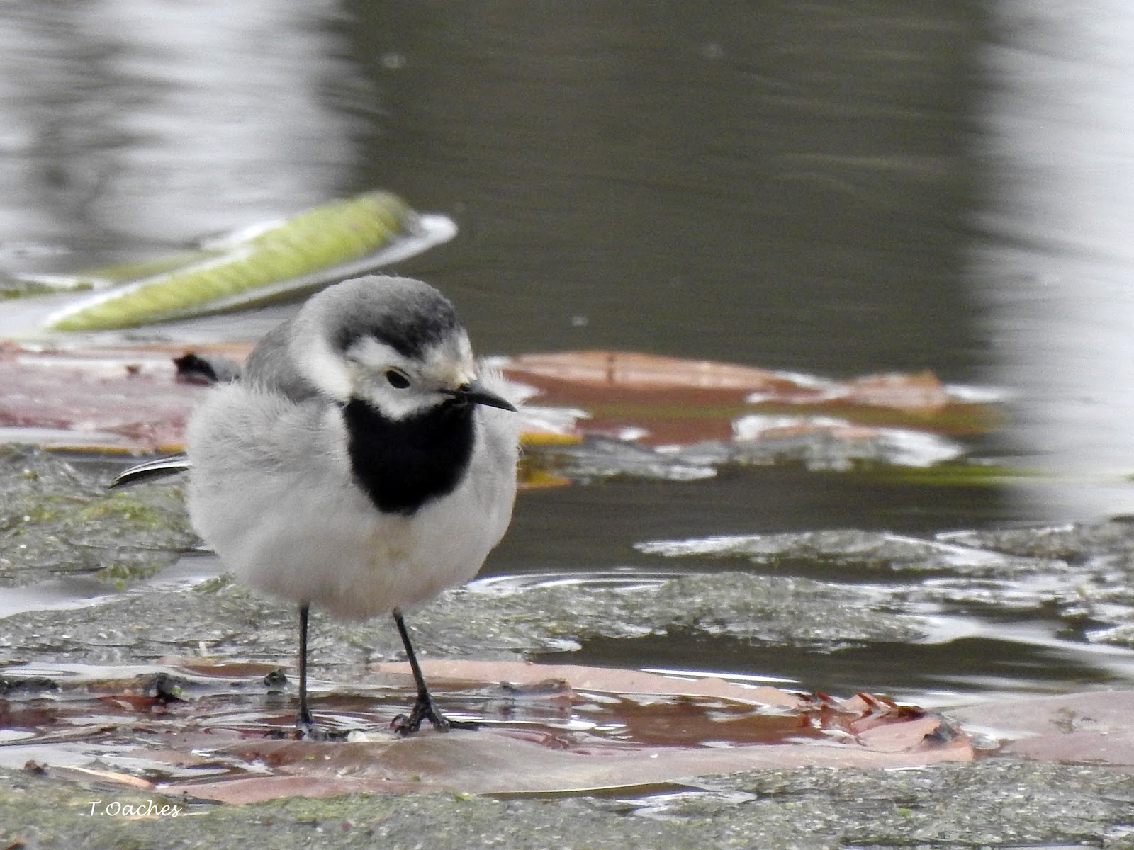 PASARI DIN ROMANIA: CODOBATURA ALBA, Motacilla alba