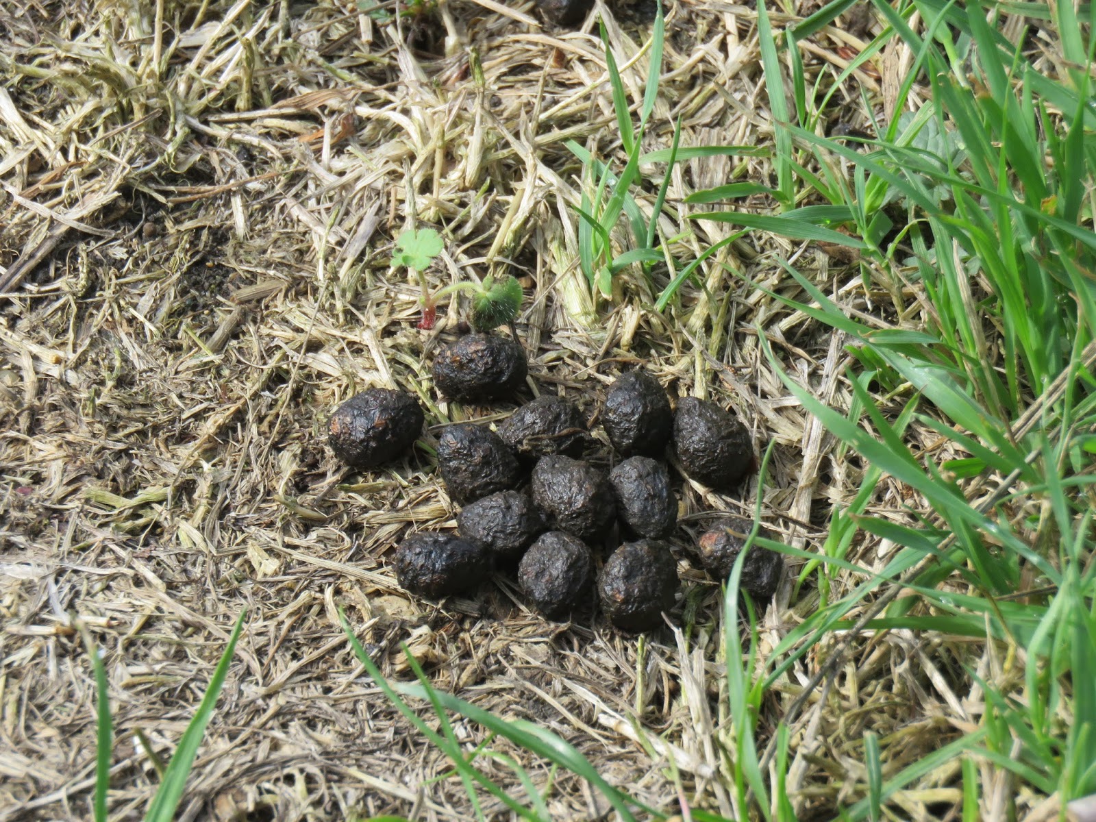 Walthamstow Birders: August 2015