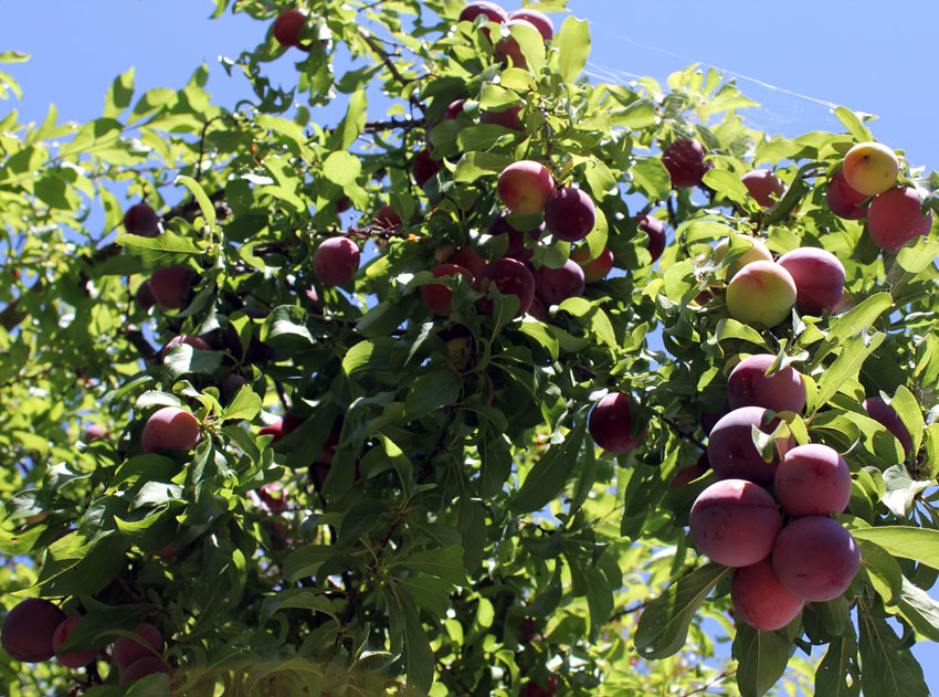 DIÁRIO COM A NATUREZA: 22 DE JUNHO - AMEIXEIRA - AMEIXA - FRUTA - FLOR ...