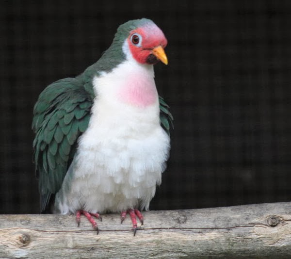 Mike is the name Birding is the game ( Birding in Malaysia - Malaysian ...