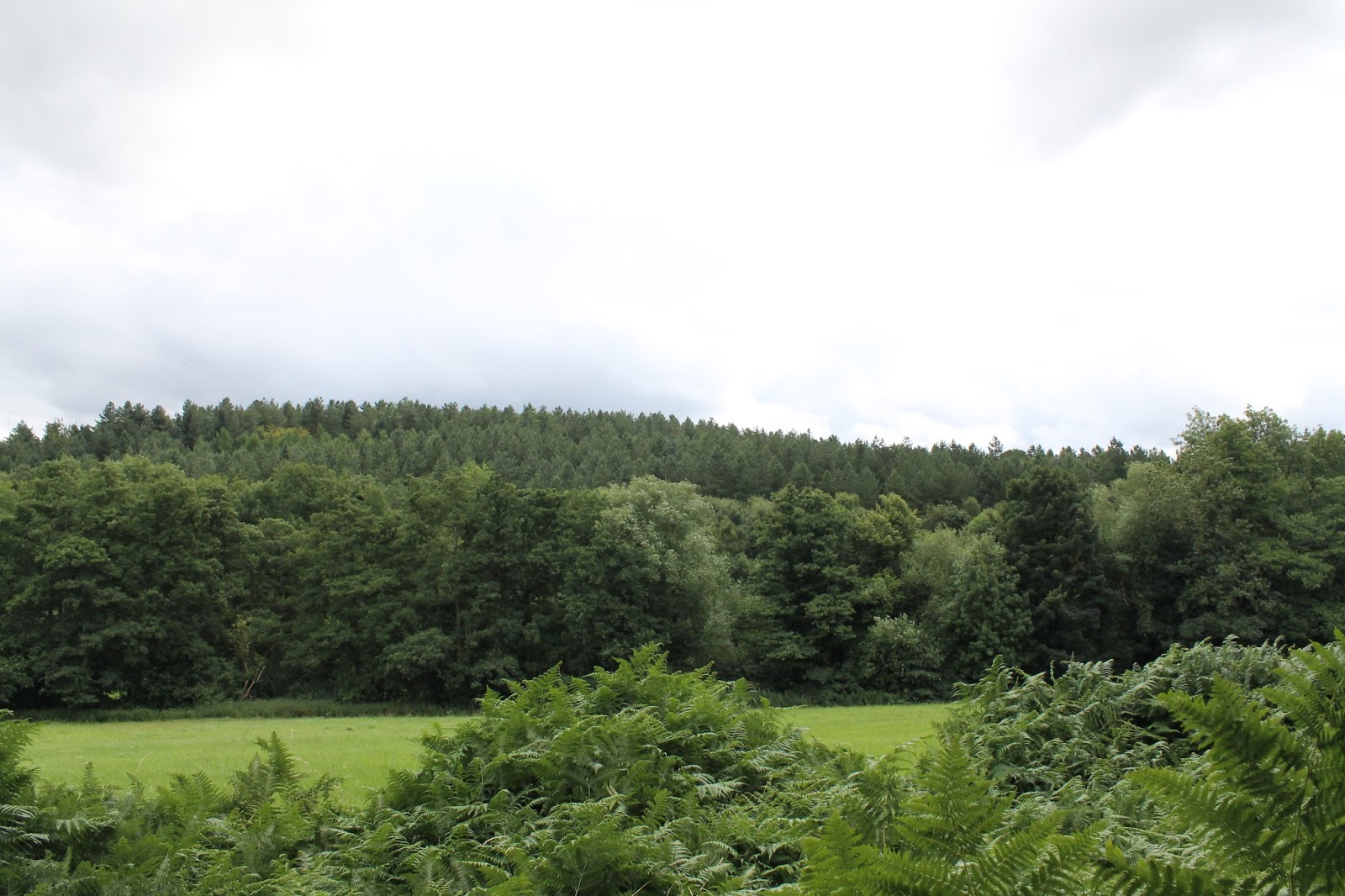 JibberJabberUK: A Walk On The Wild Side In The Moss Valley