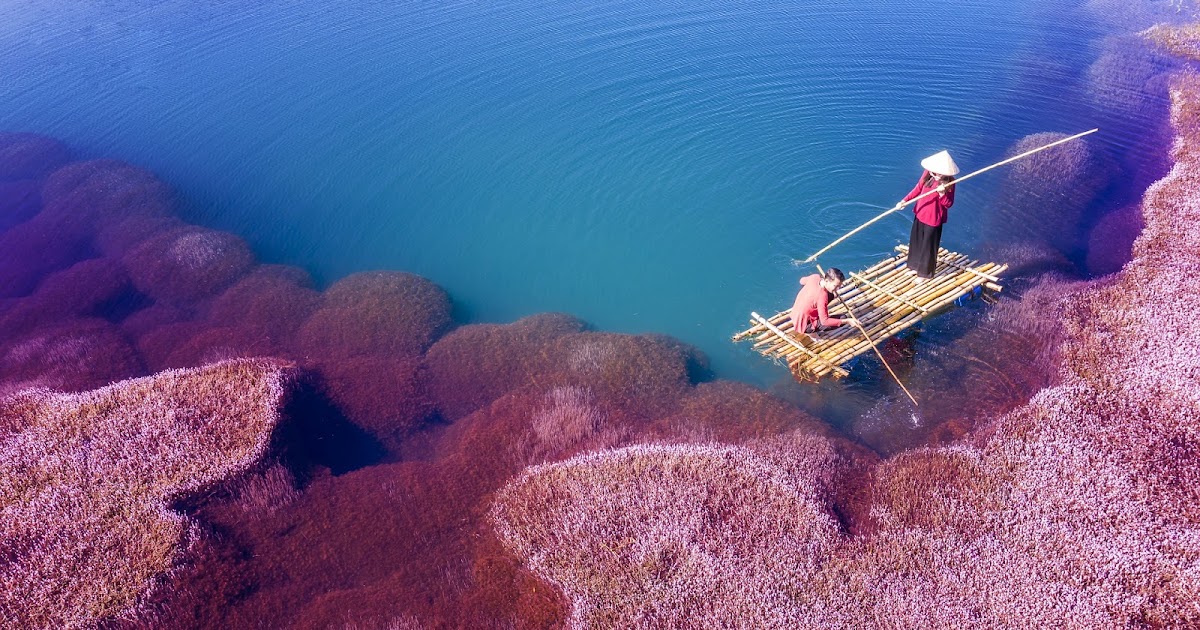 Human Diseases and Algae - All About Biological Sciences