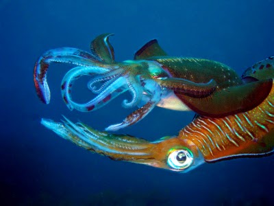 STEM UPDATES: Humboldt Squids Can Flash and Flicker