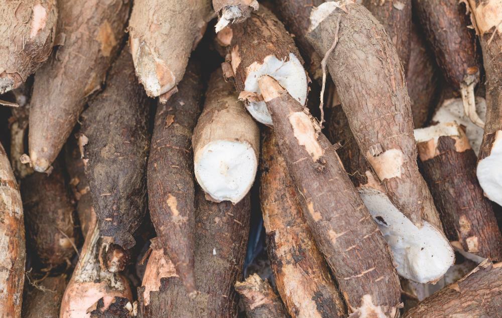 Prepper medicine: How to use arrowroot, a tuber with medicinal properties