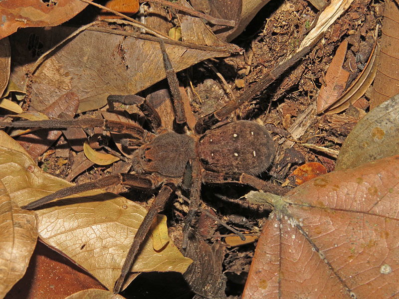 Birdernaturalist: Marvelous Mato Grosso WINGS Tour: Arrival in Alta ...
