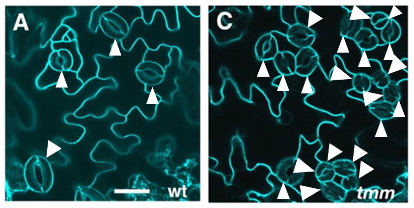 Mutant Series: TOO MANY MOUTHS (TMM)