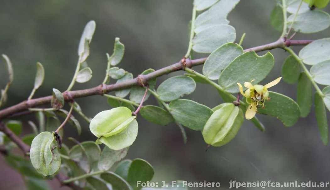Argentina nativa: Retamo hojudo (Bulnesia foliosa)