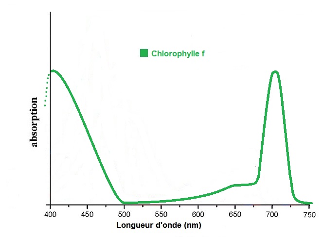 Pleurothallidinae: les couleurs des fleurs