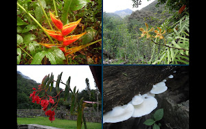 Tangarana Expeditions. Quillabamba, La Convención, Cusco, Peru