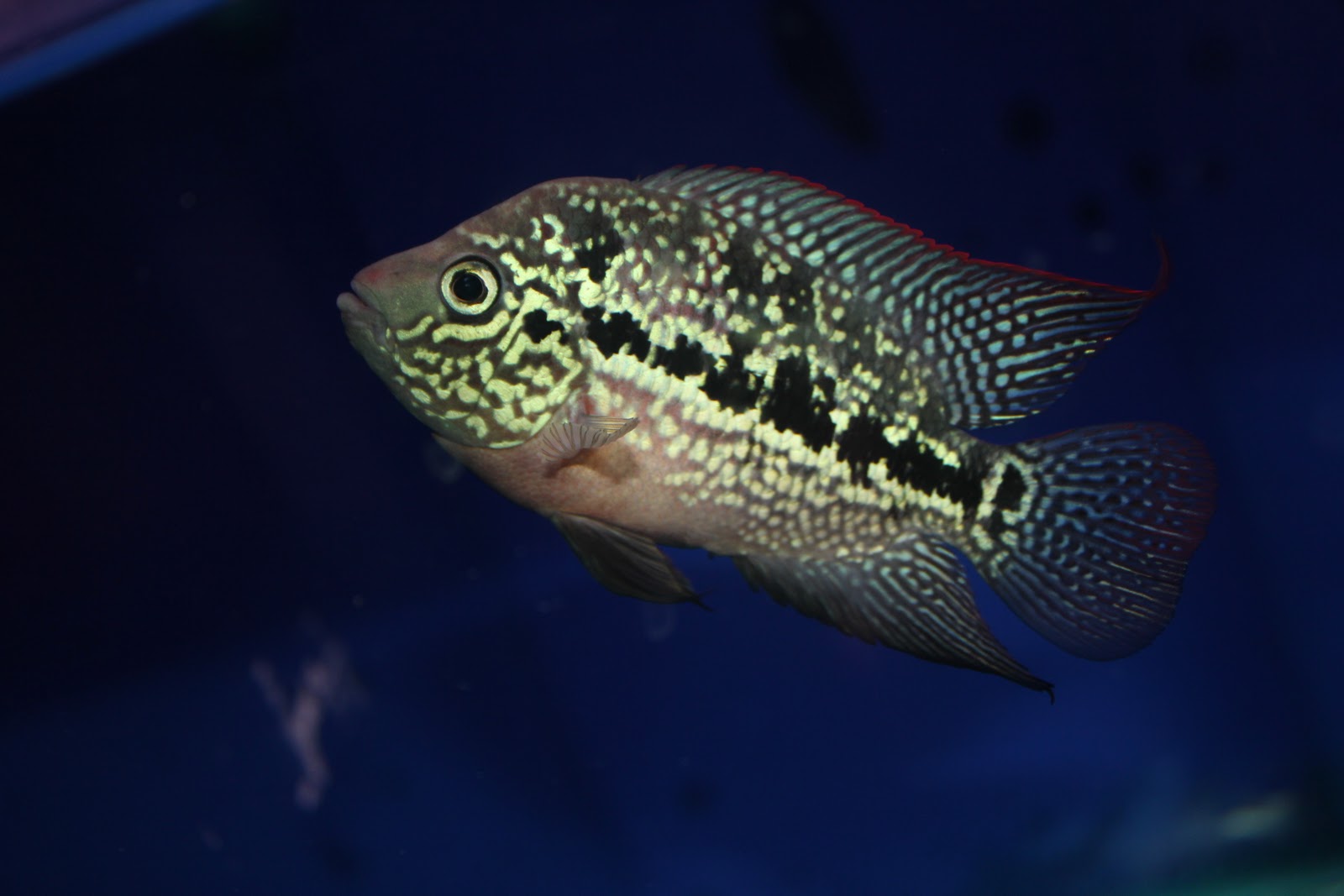 Flowerhorn The Hybrid Cichlids: Super King Kamfa Female