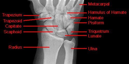 Bone Section: Normal Hand and Wrist Anatomy