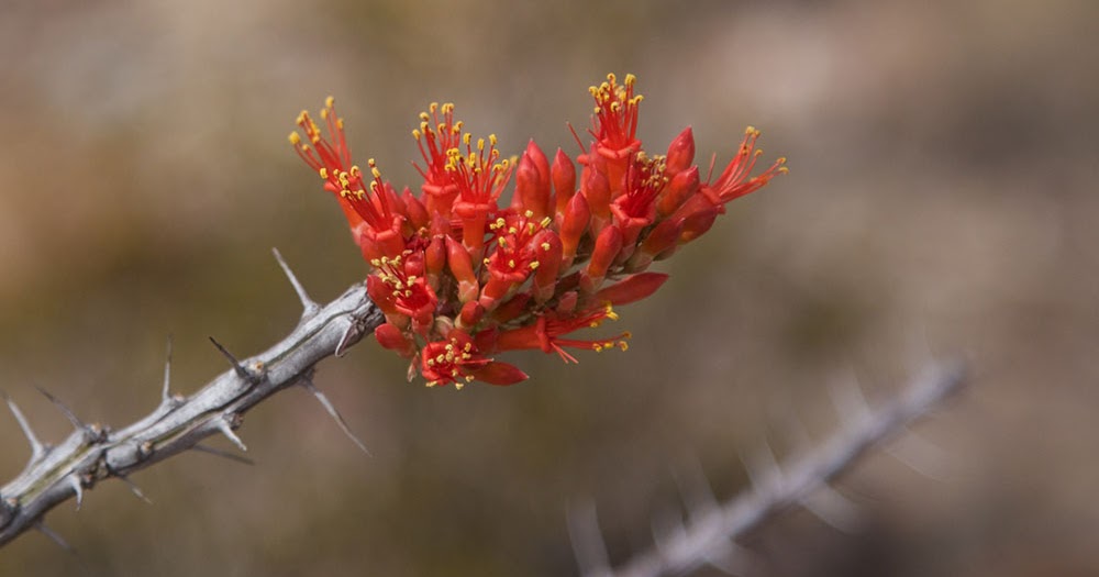 A Picture Each Day: Ocotillo in Bloom!