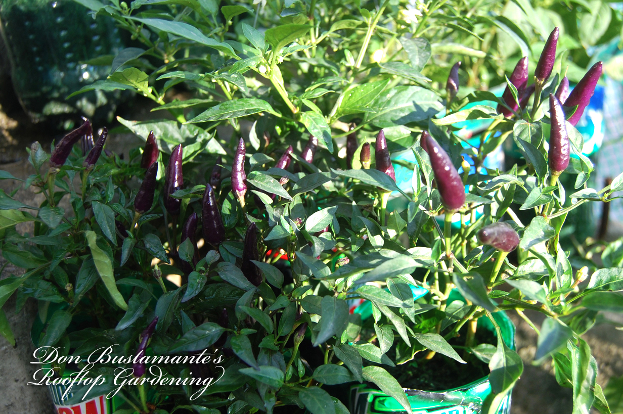 Don Bustamante's Rooftop Garden: Malaysian Pepper In Mountain Dew