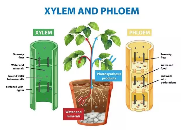 Ascent Of Sap - Transportation Of Water In Plants
