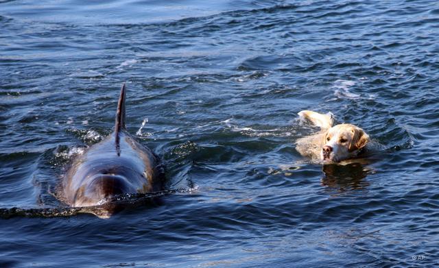 White Wolf : Dog Swims With Wild Dolphins (Video)