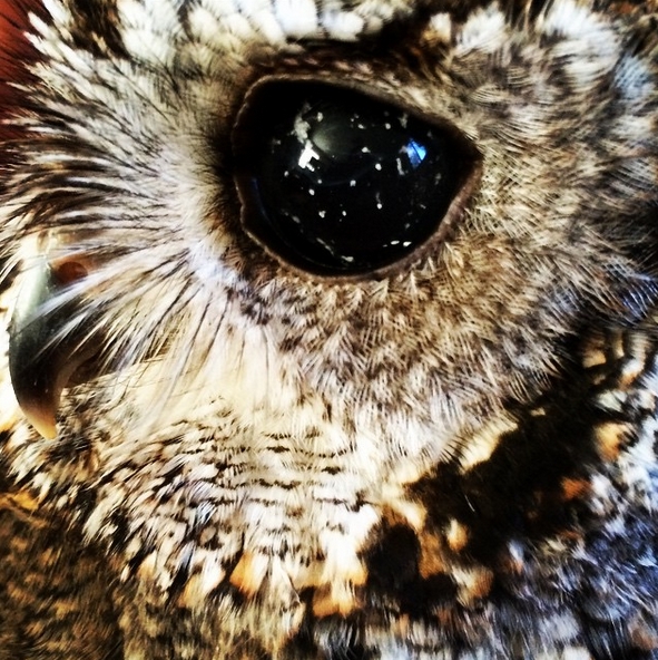 White Wolf : Zeus, The Blind Rescue Owl, Has Galaxies in His Eyes (With ...