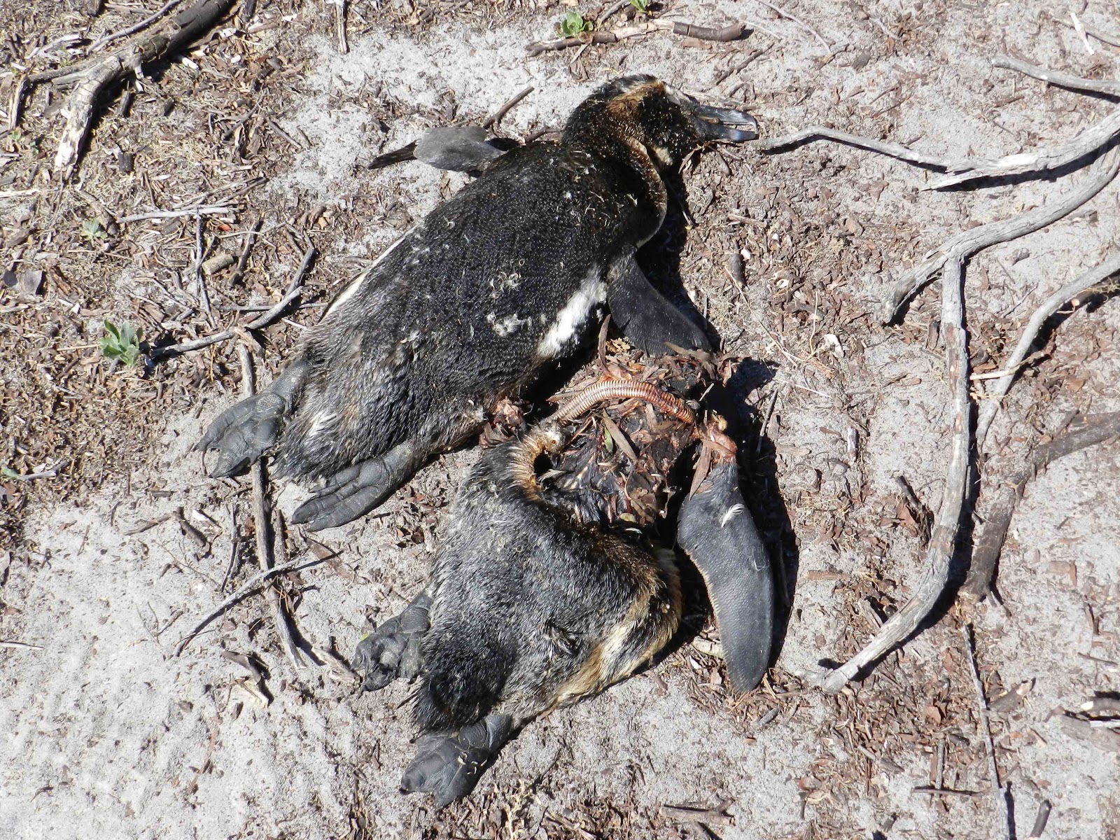 BushCam Adventures: Who's Killing the Penguins?