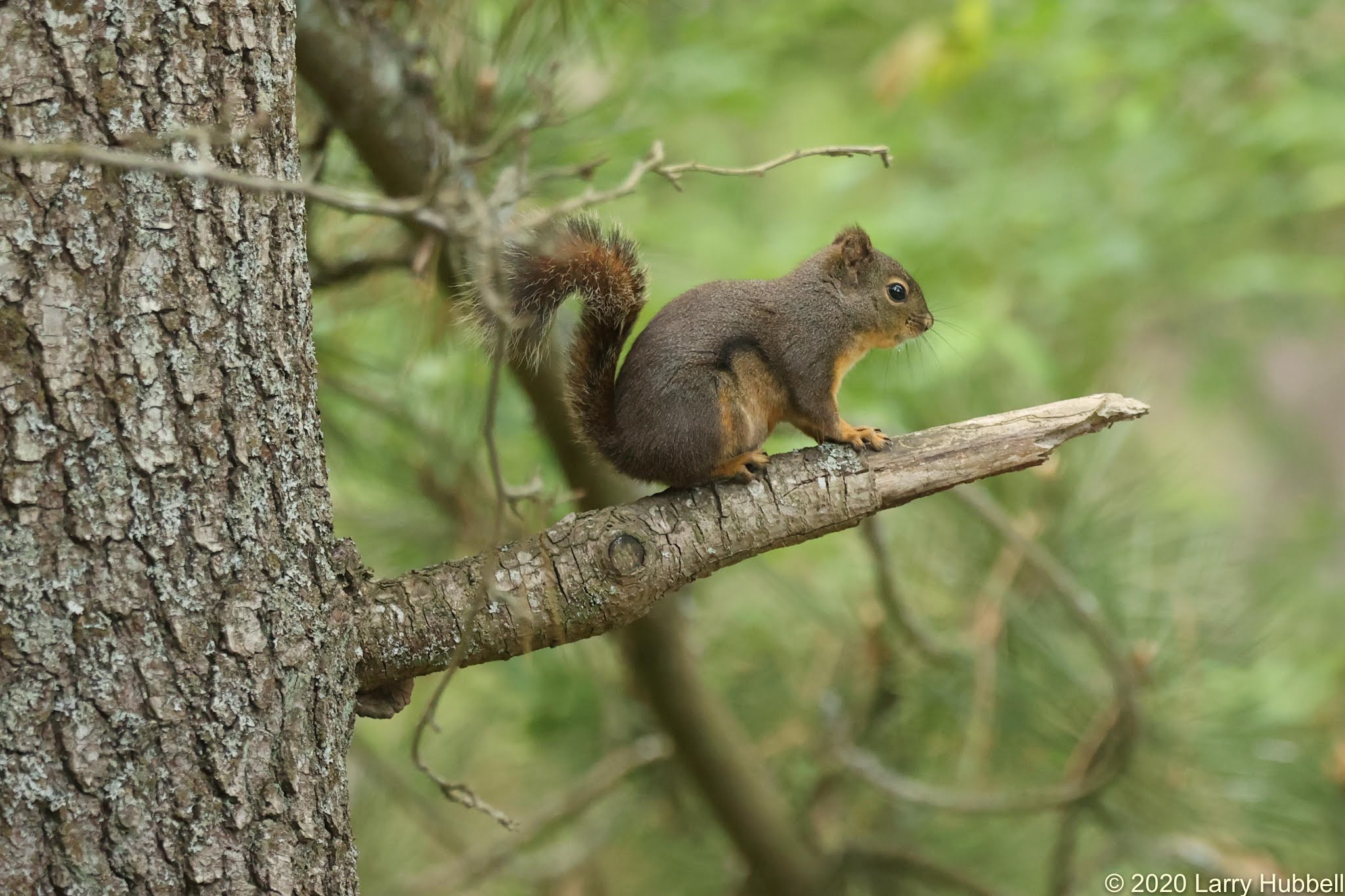 Union Bay Watch : A Chickaree Resurgence