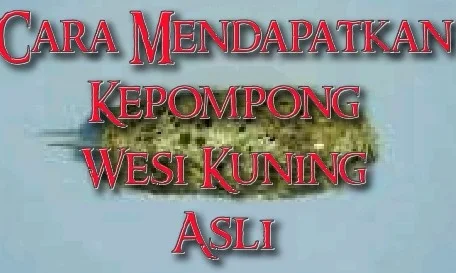 Kepompong Wesi Kuning Untuk Kebal dan Anti Tembak - Nyabdopati.Com