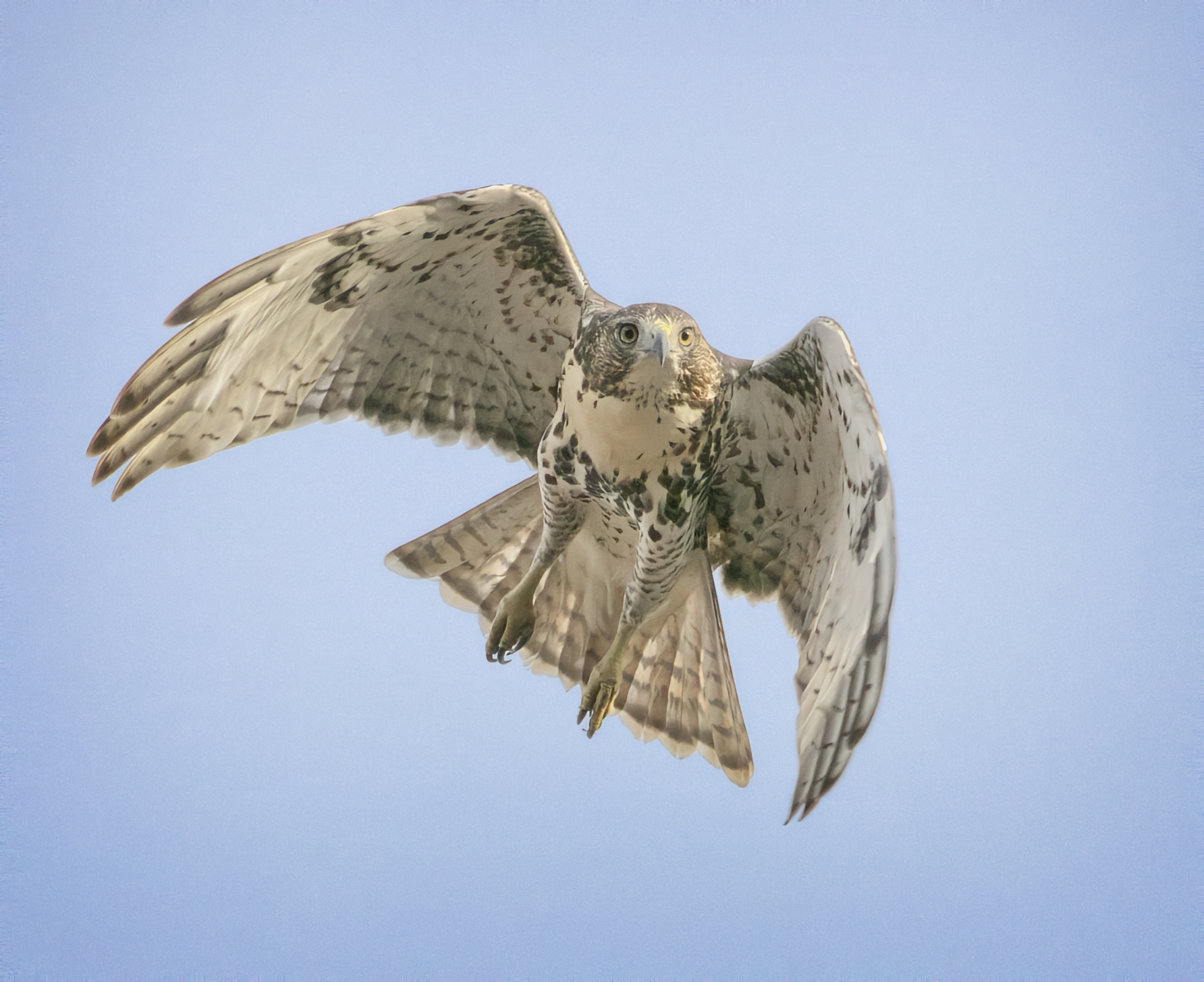 Laura Goggin Photography: Bidding farewell to the Tompkins Square red ...