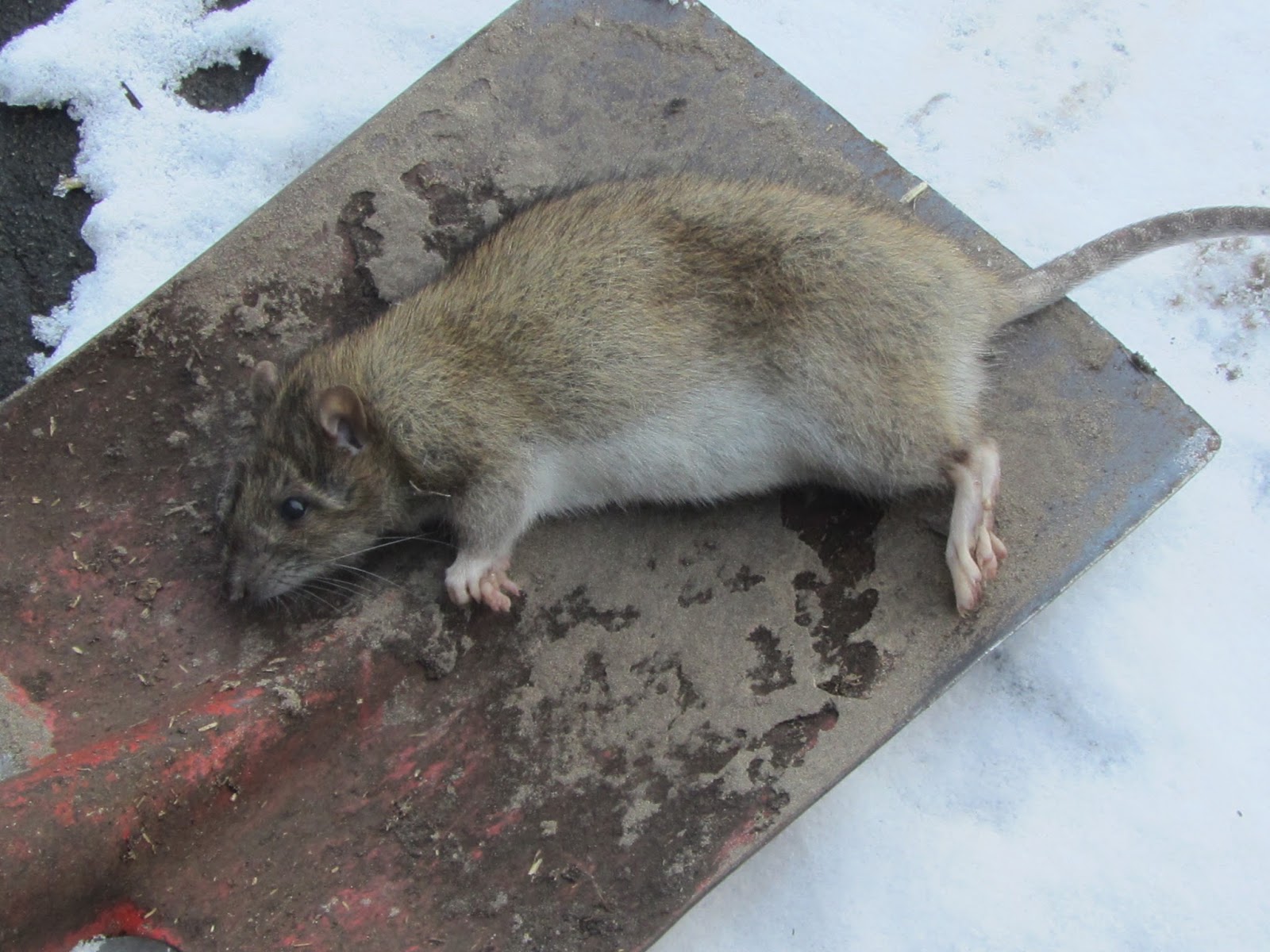 Jan Wilde een Tuin: GROTE MUIS