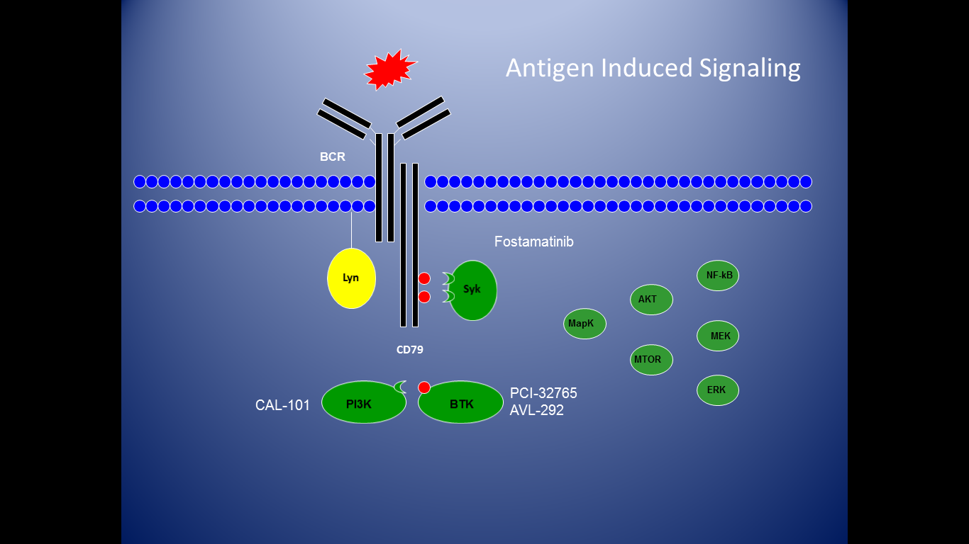 Dr. Sharman's CLL & Lymphoma Blog: How do ibrutinib and idelalisib work?