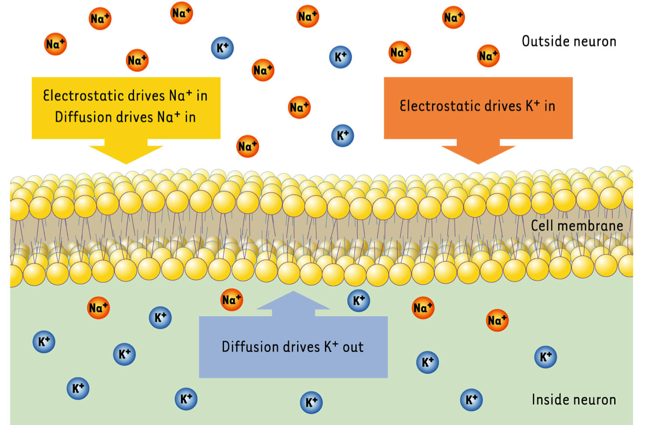 Resting Potential Neuron Diagram