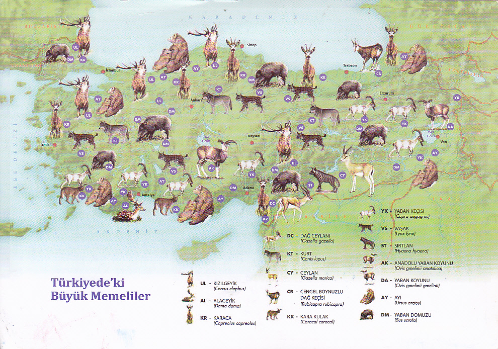 Postcard A La Carte: Turkey - Map with Wildlife