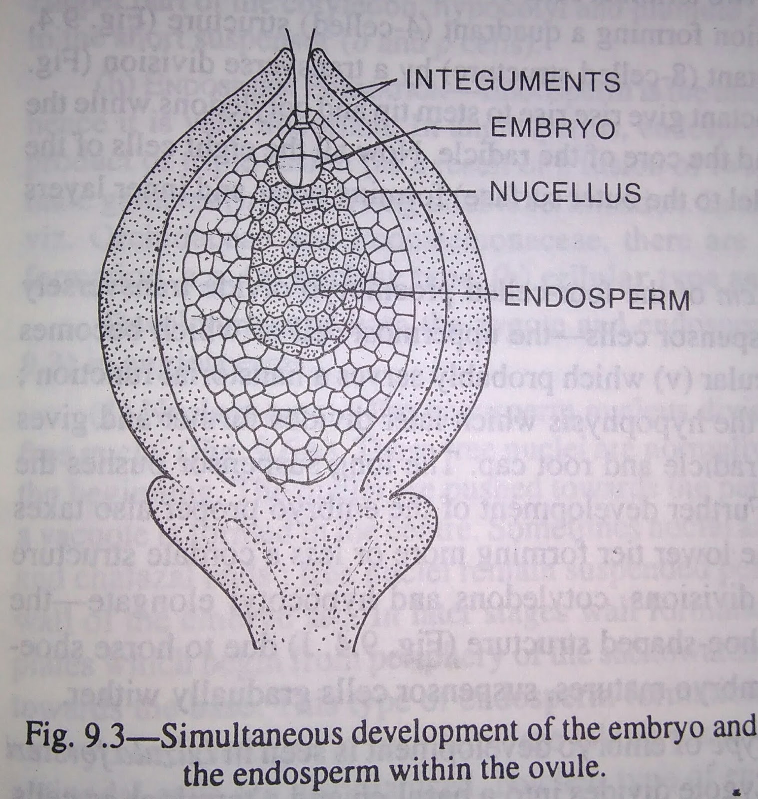 Post-fertilization changes within the Ovule-digieduco