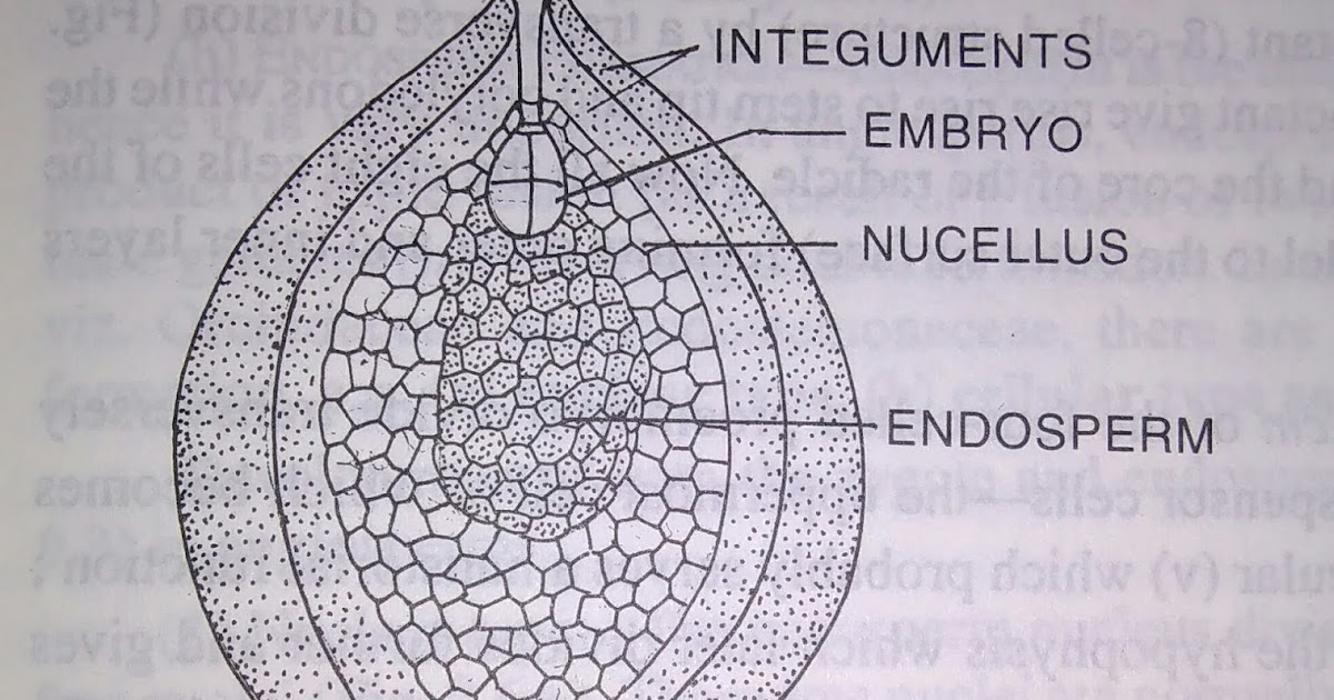 Post-fertilization changes within the Ovule-digieduco