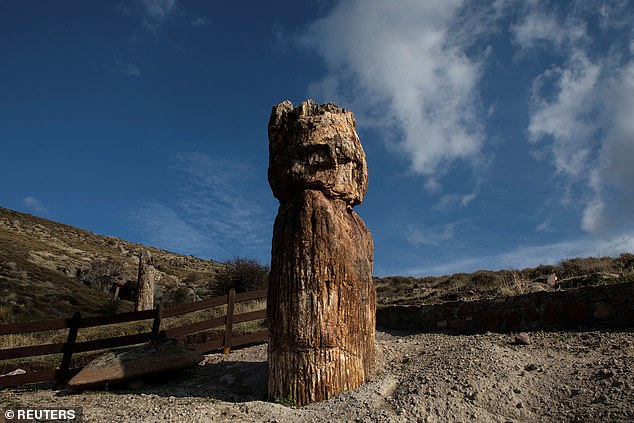 Rare 20-million-year-old fossilized tree measuring 62 FEET tall is ...