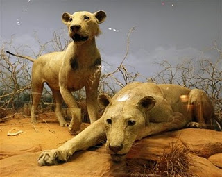 Lost Continent Library: Tsavo Maneaters In The Cinema