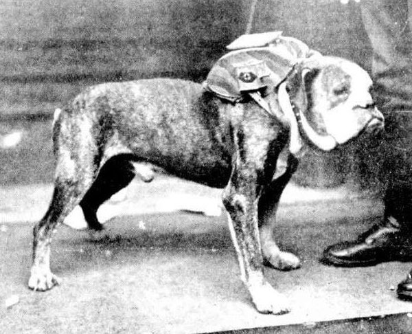 Digger WWI Hero Dog awarded the Blue Cross | Australian Dog Lover