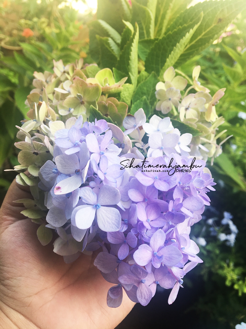 Cara Mengubah Warna Bunga Hydragea