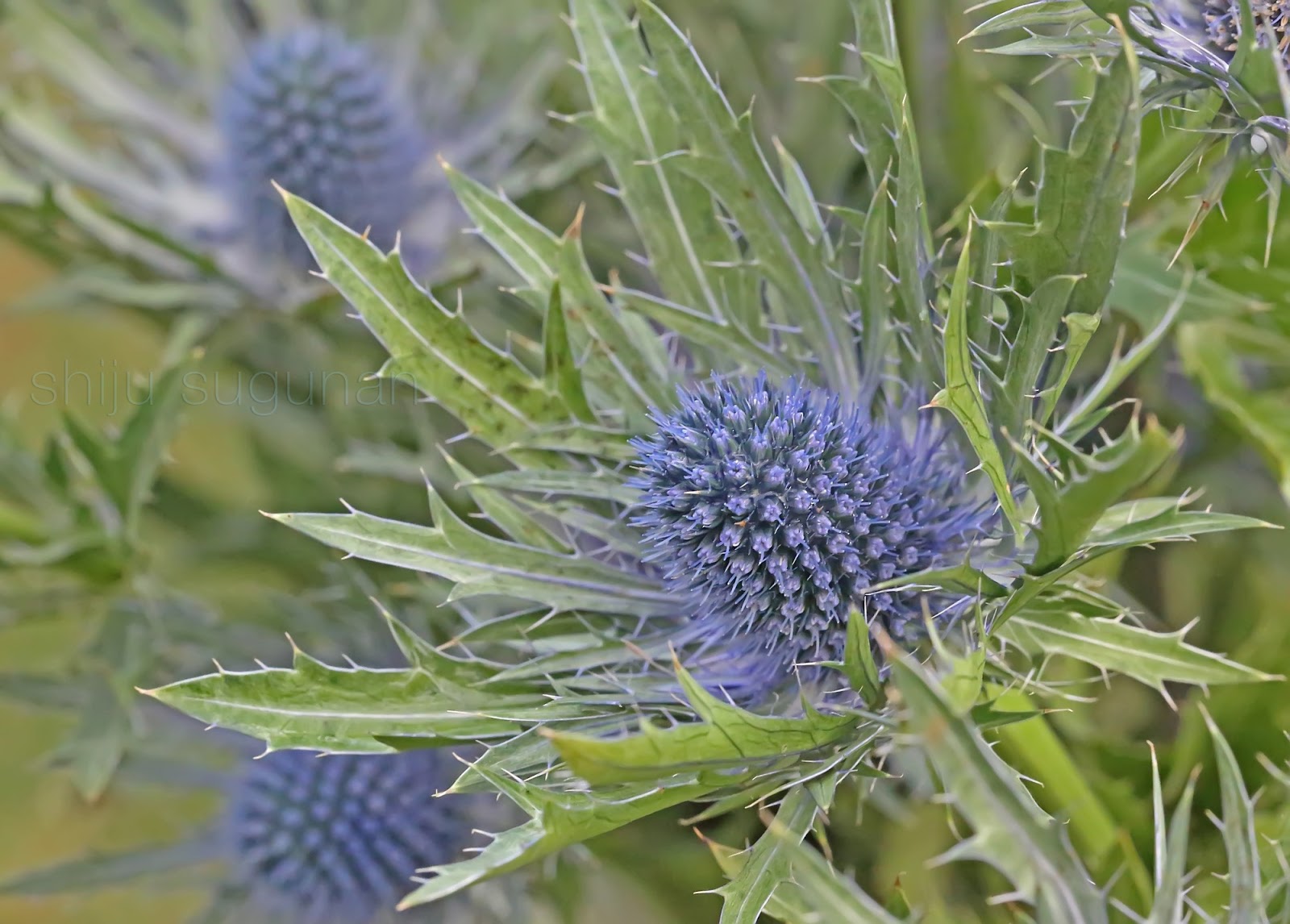 Cranium Bolts: Lalbagh flower show 2020