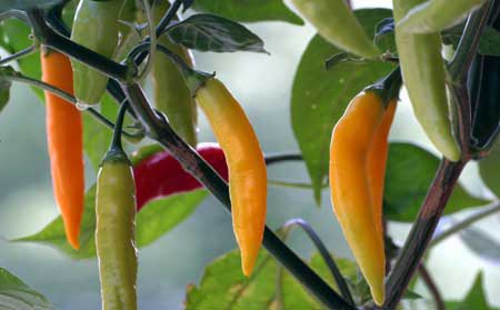 Temas Importantes: LA CULTURA CHAVIN.