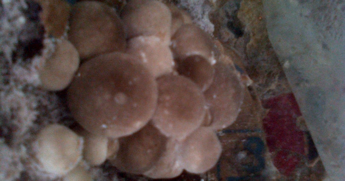 Budidaya Jamur Merang dengan Media tanam Kardus | Blog'e Aji Bintara