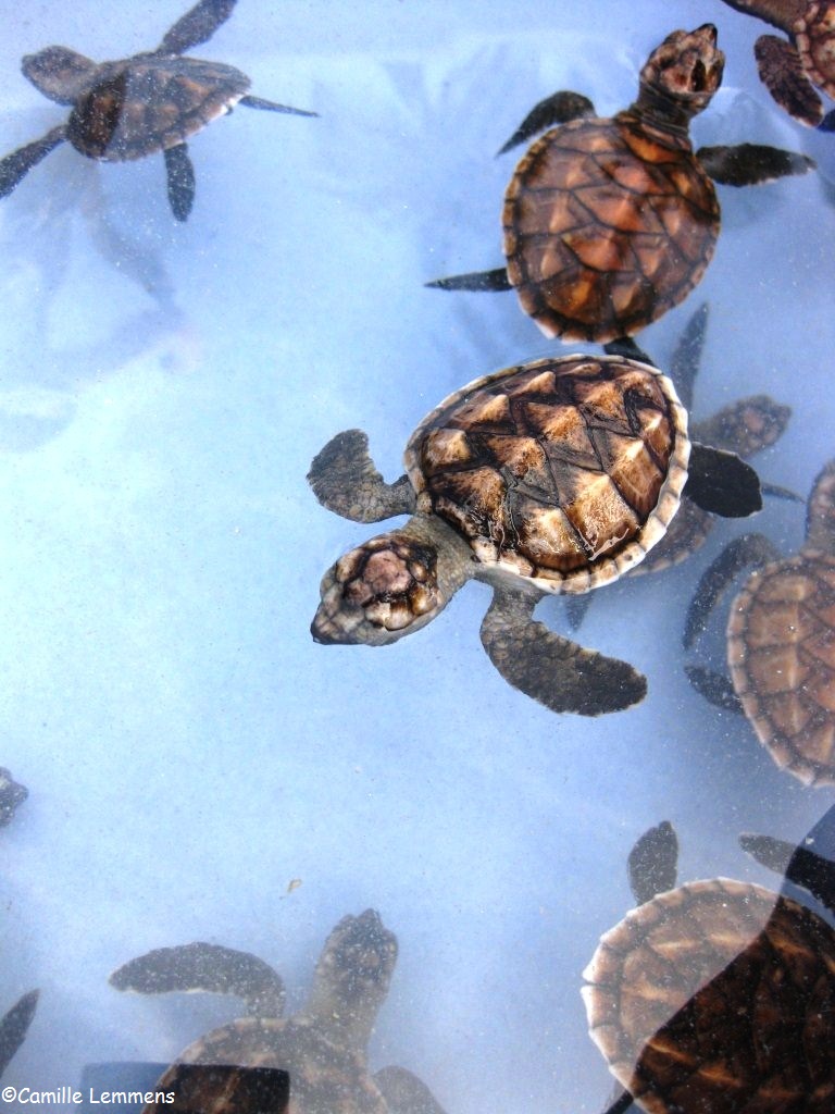Camille's Samui Info blog: Hawksbill turtles released in Samui waters ...