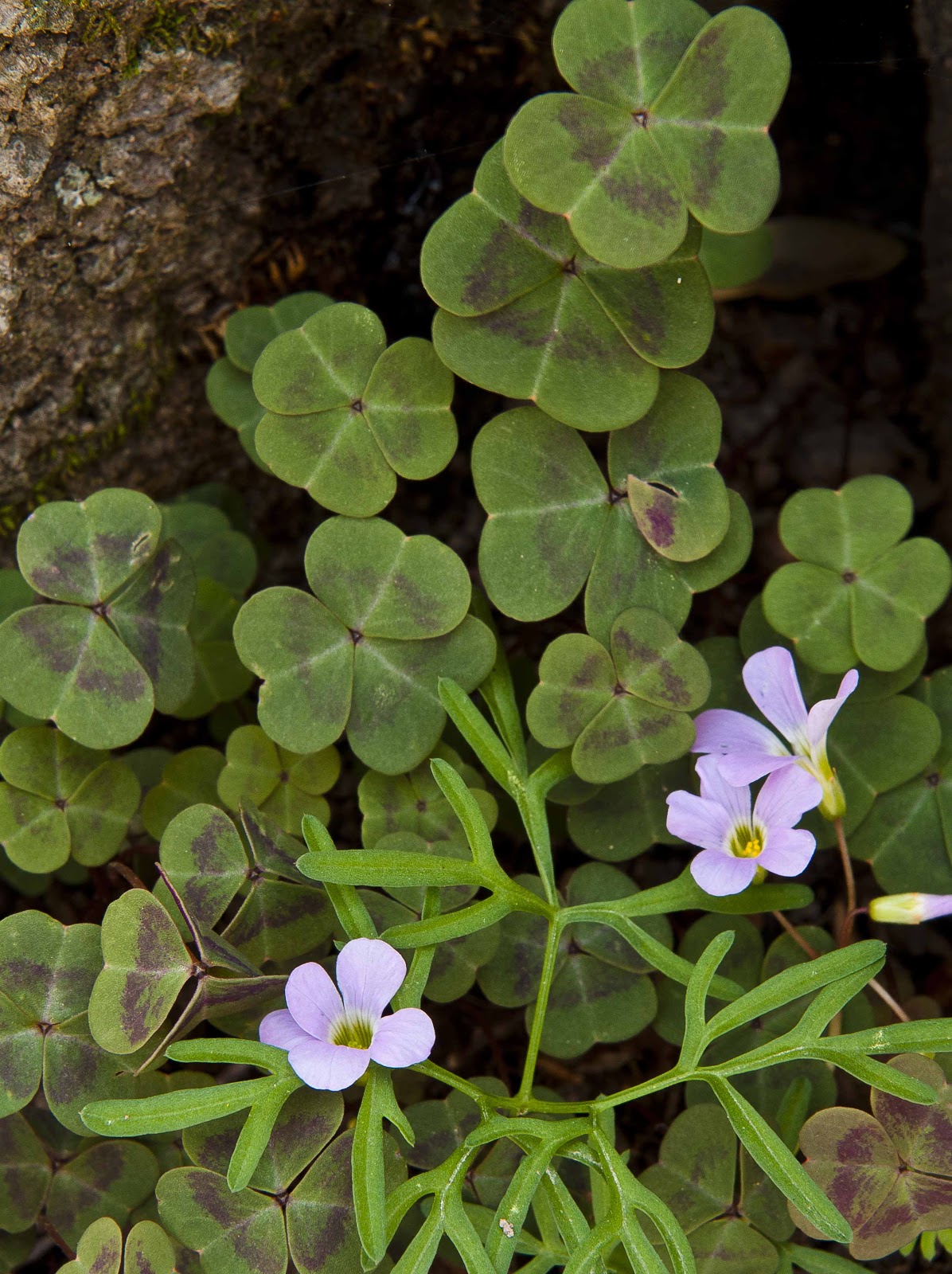PLANT FAMILIES OF PUERTO RICO AND FLORIDA PAPO VIVES: OXALIDACEAE NÚM ...