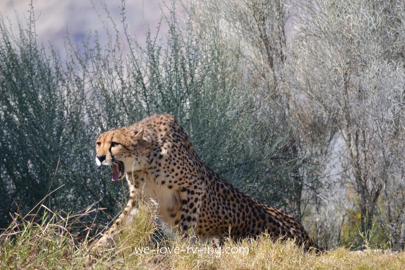 We Love RV'ing: Cheetah ~ Living Desert ~ Palm Desert, CA
