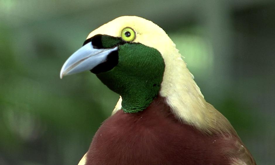 CUTE WILDLIFE: Lesser bird of paradise