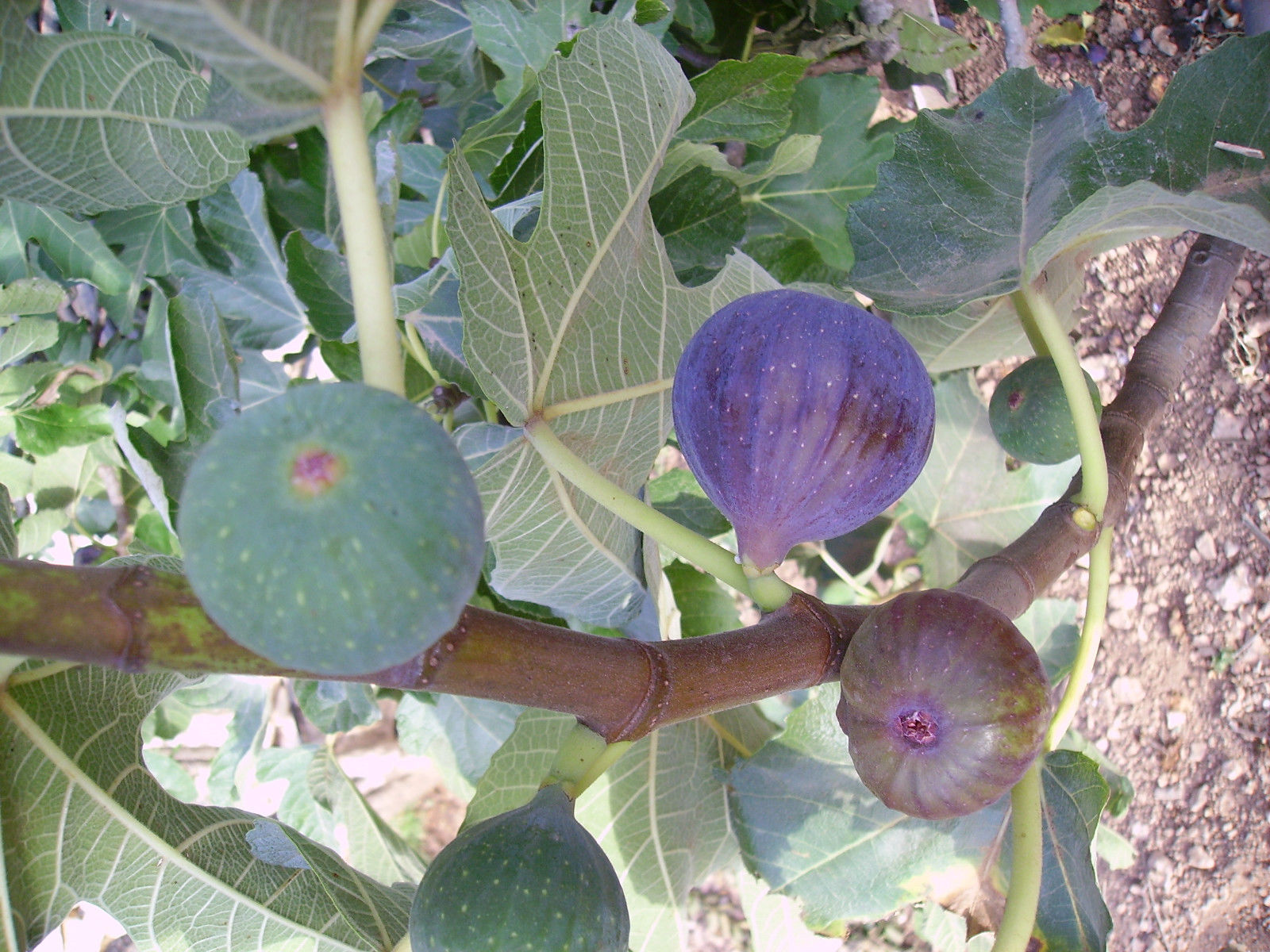 Malta Black Fig - Var Tin