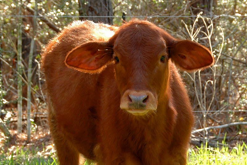 365 in Texas ~ 2014: Day 53 ~ Red Brangus Calf