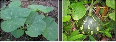 Beneficios de la Auyama