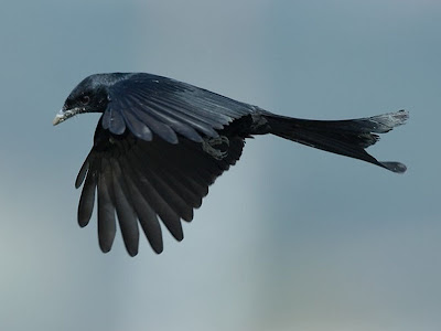 The Life of Sweet Birds