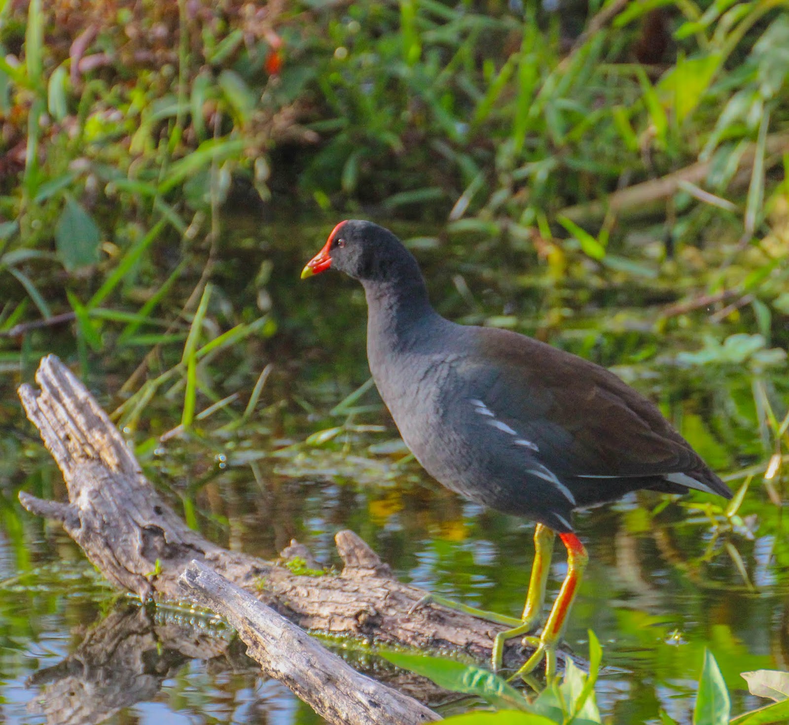 Cannundrums: Common Gallinule