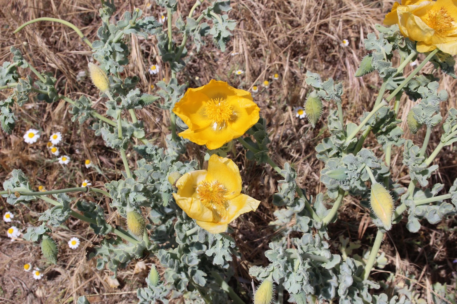 Biodiversity of Cyprus by NGO Protection of the Natural Heritage and ...