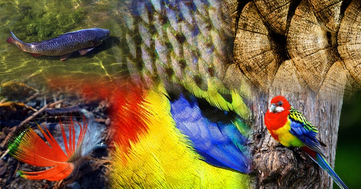 NixPages: FISH & FOWL