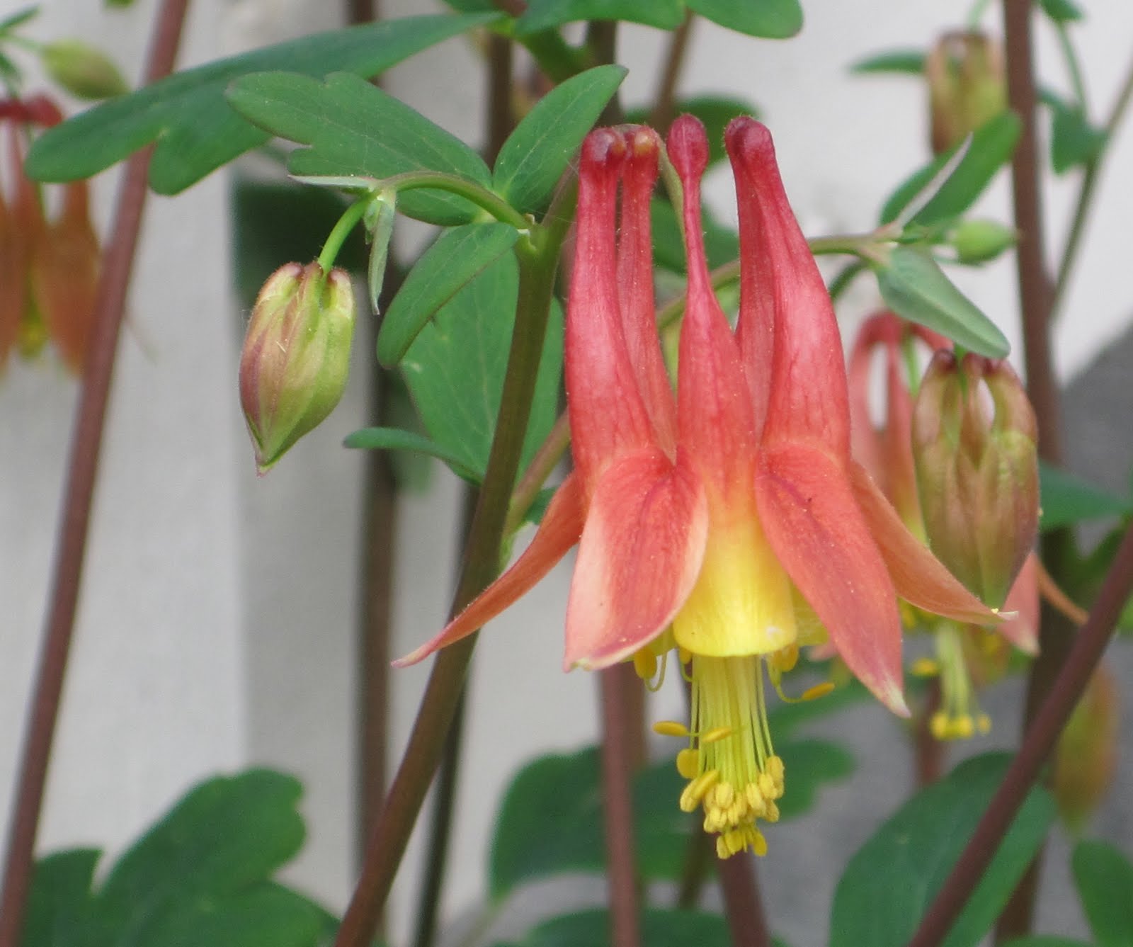 Mr. Micawber's Recipe for Happiness: A Cloud of Wild Columbines